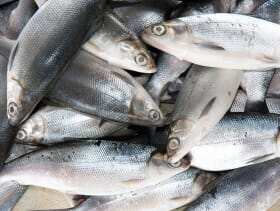 Milkfish Breed in Captivity Successfully After Ten Year Research | The ...