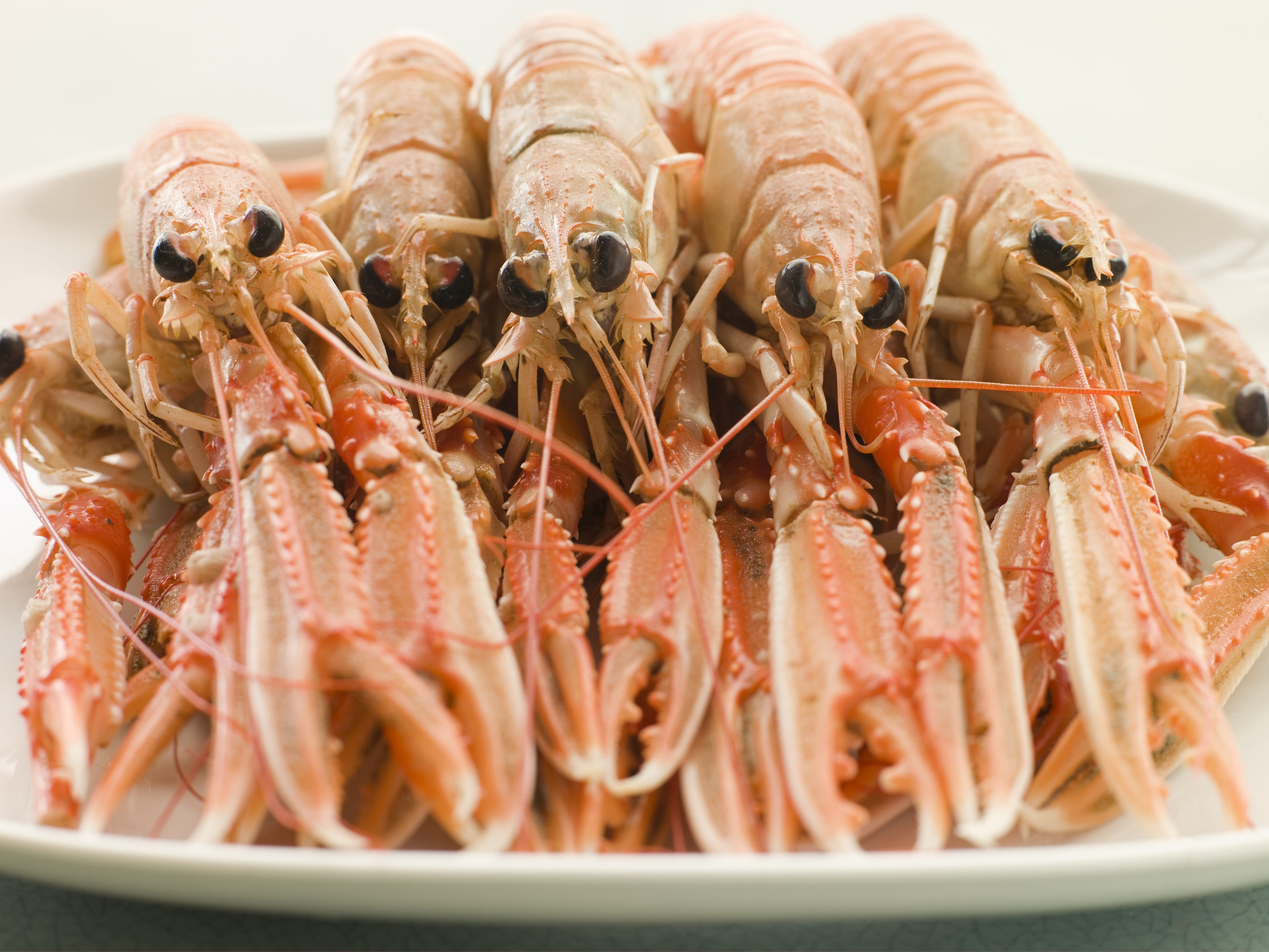 Scots seafood makes US inroads | The Fish Site
