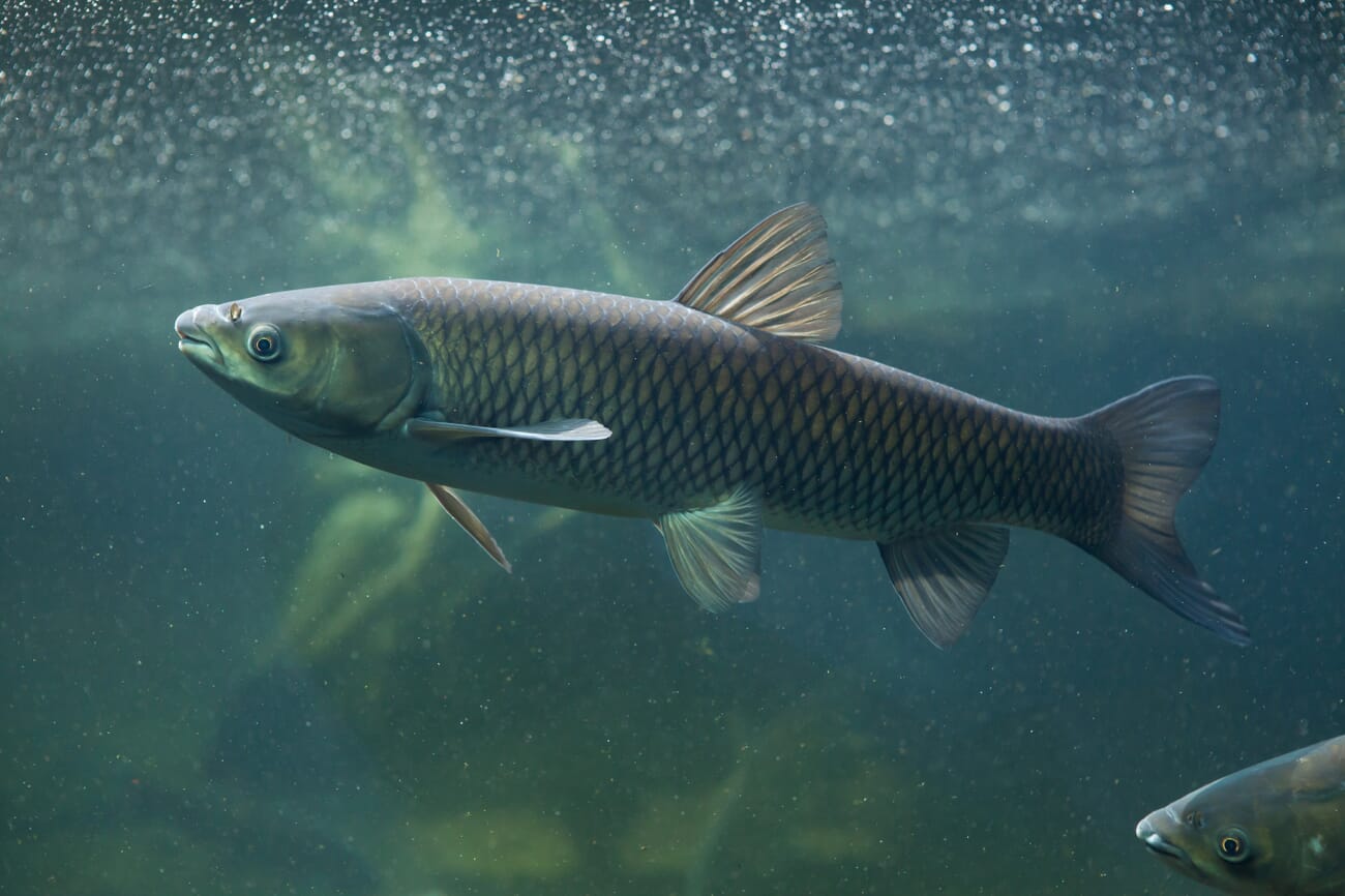 Scheme launched to tackle invasive carp populations | The Fish Site