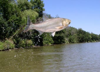 Asian carp threaten $7 billion fishery | The Fish Site