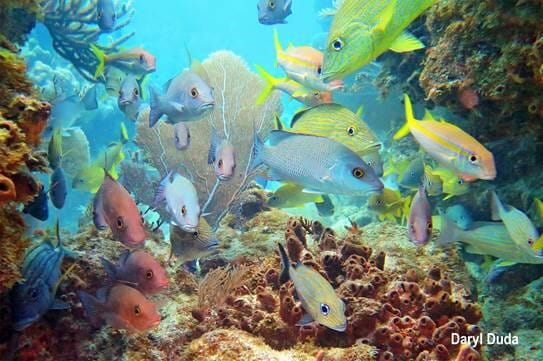 Caribbean fish biodiversity shown to be linked to sea temperature | The ...