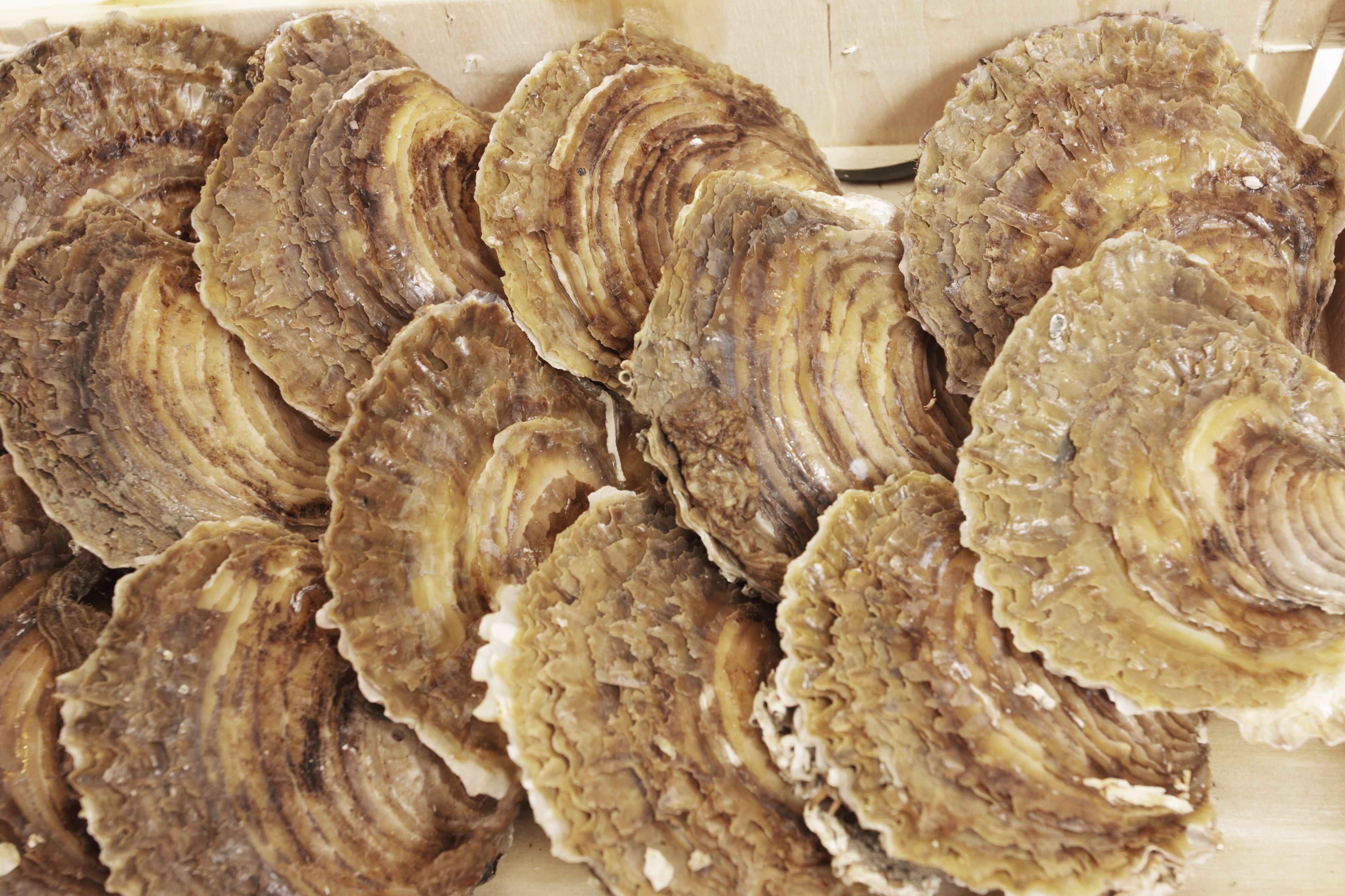 Bonamia threatens NZ flat oysters | The Fish Site