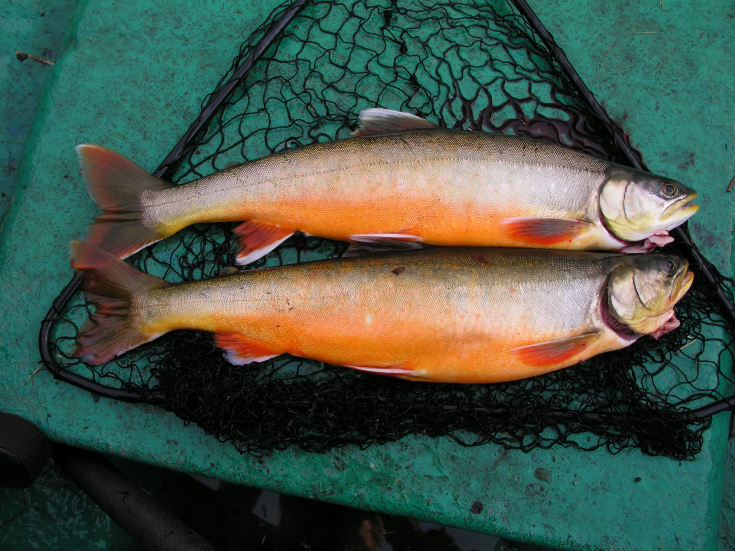 Char and salmon stocked in ground-breaking aquaponics site | The Fish Site