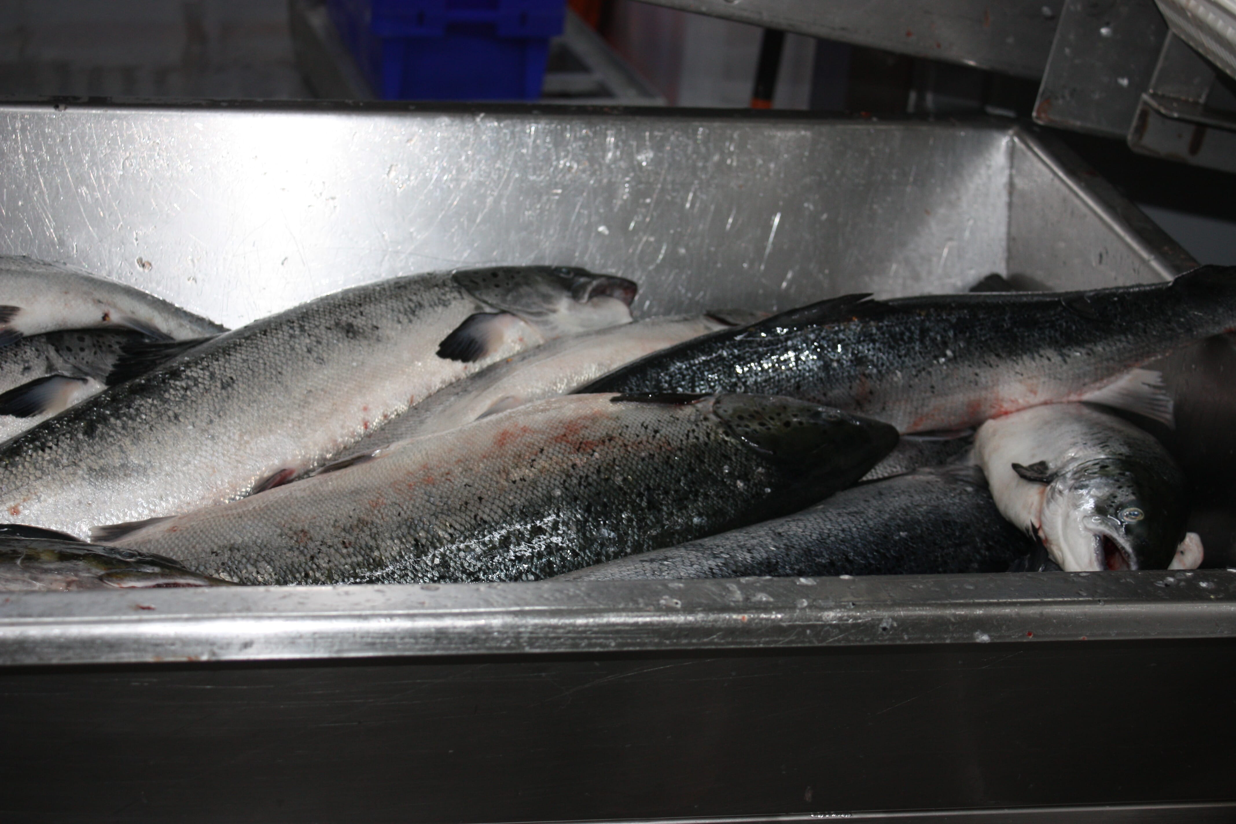 ISA suspected at Grieg salmon site | The Fish Site