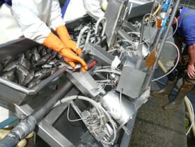 How to Achieve Good Health and Welfare of Farmed Fish | The Fish Site