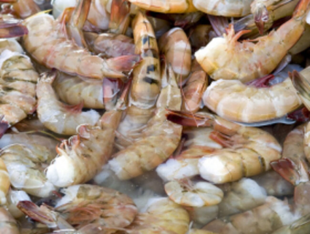 New app 'Kampi' set to revolutionise shrimp farm management | The Fish Site