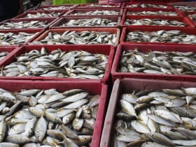 Namibia Unveils Aquaculture Master Plan | The Fish Site