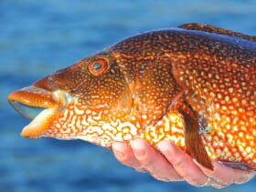 Weekly Overview: Scientists a Step Closer to Discovering Perfect Feed ...