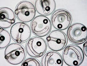 Aquaculture 2013: Controlling Reproduction and Inducing Sterility in ...