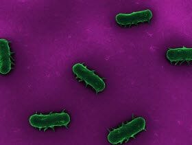 Campylobacter and Salmonella Cases Falling Across Europe | The Fish Site