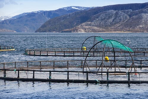 Weekly Overview: New Trout Disease Discovered in Norway | The Fish Site