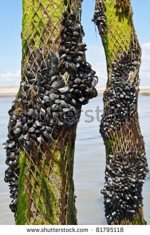 California Coastal Commission Approves Open Ocean Shellfish Ranch | The ...