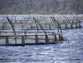 Using Carrying Capacity to Promote Sustainable Aquaculture | The Fish Site
