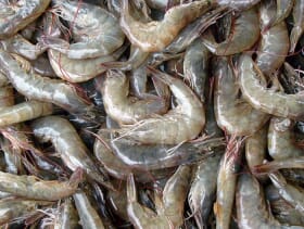 First Indian Shrimp Group Achieve BAP Four Star Status