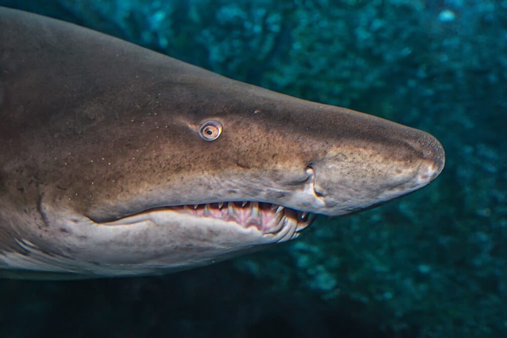 Study Finds Shark Hotspots in Fishing Areas | The Fish Site