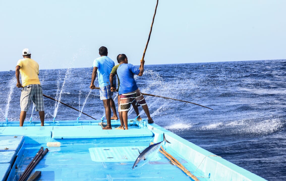 New Fisheries Information System to Improve Tuna Traceability | The ...