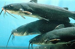 Vietnamese Farm Demonstartes Sustainable Pangasius Production | The ...