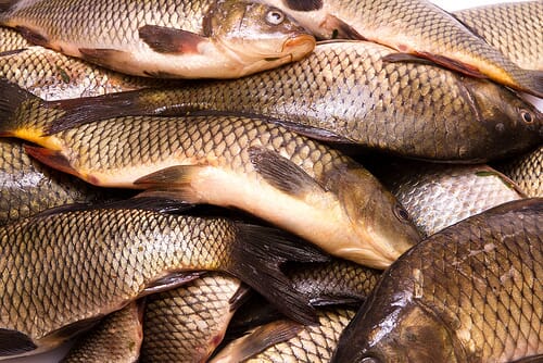 Portable Fish Hatchery Set Up for Tribal Fishermen | The Fish Site