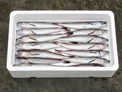 Sustainable South African Hake Fishery Brings Economic and ...