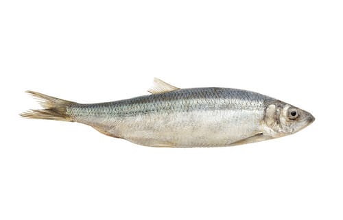 Alaska Fish Factor: Kodiaks Roe Herring Fishery Began with Little ...