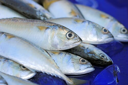 Good News for Scottish Mackerel Fishermen Following 2017 Quota ...