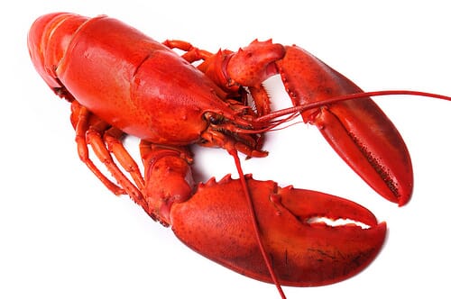 MSC, Lidl Bring Sustainable Lobster to UK for Christmas | The Fish Site