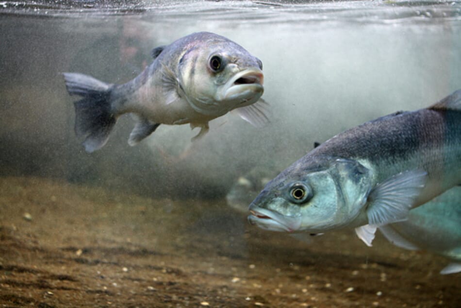 Seaweed supplementation shows delayed mortality in farmed seabass | The ...