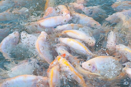 NDF Project to Develop Sustainable Aquaculture in Mozambique | The Fish ...