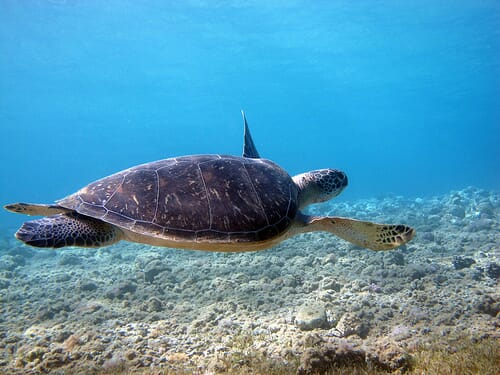 Turtle Excluder Device Certification to Last Fishermen Two Years | The ...