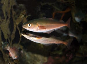 Scientists Find Low Levels of Heavy Metals in Saithe | The Fish Site