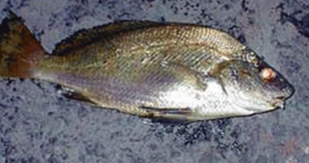 SAGARPA Sets Olive Curvina Catch Quotas | The Fish Site