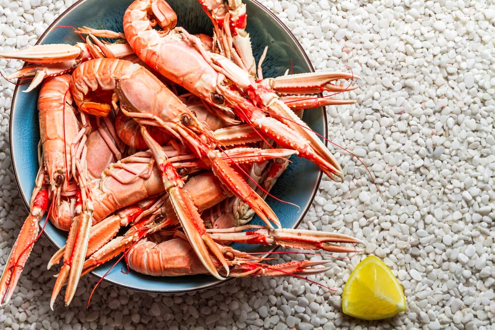New Zealand Launches Scampi Aquaculture Programme | The Fish Site