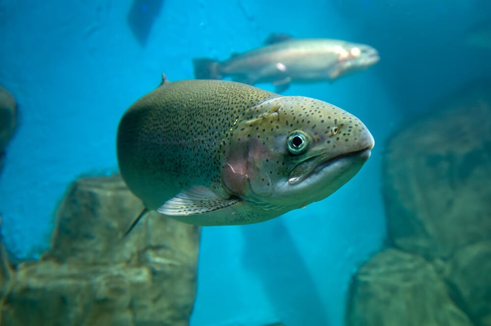 Japanese University Successfully Produces Offspring from Frozen Trout ...