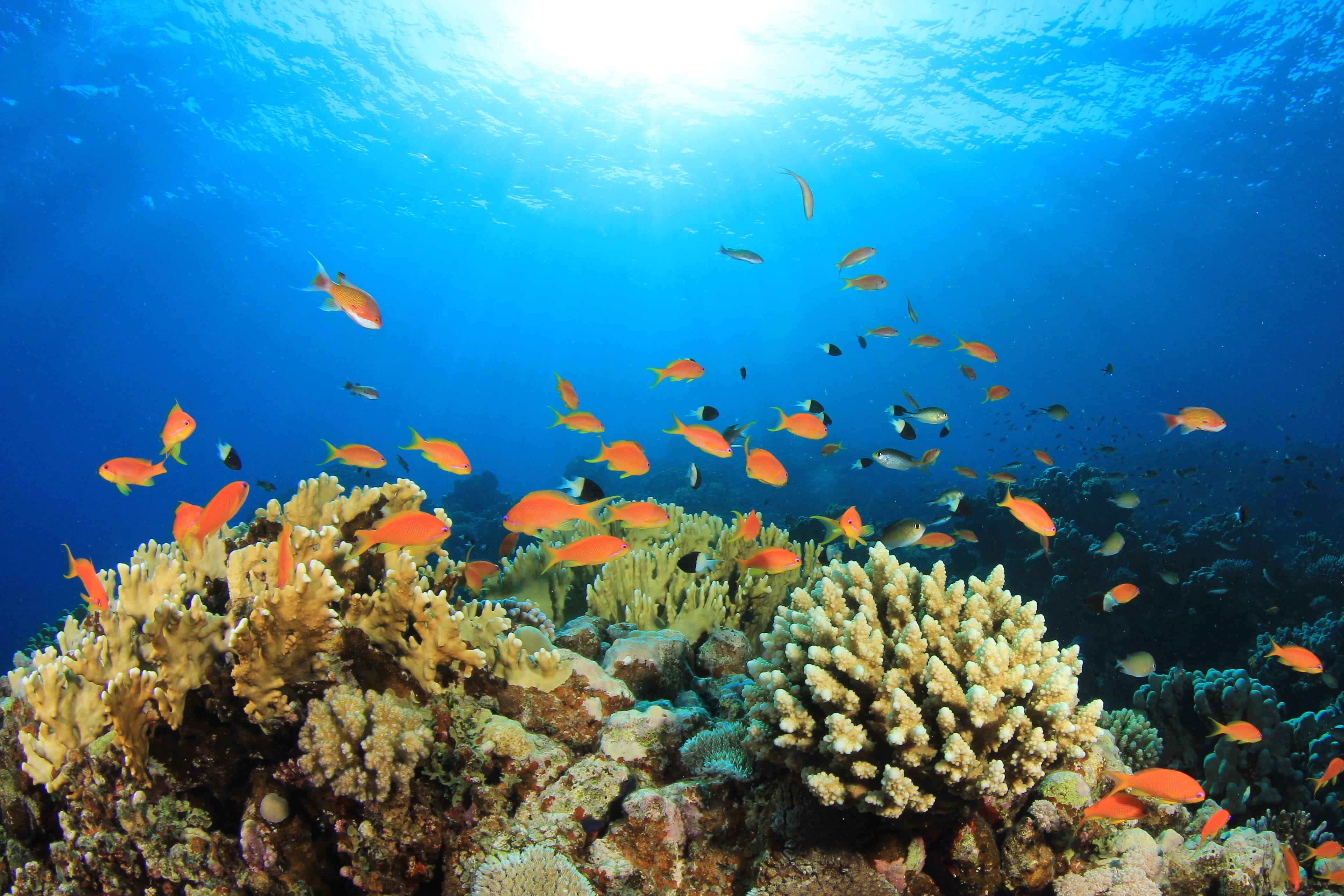 Fish Species Unique to Hawaii Dominate Deep Coral Reefs | The Fish Site