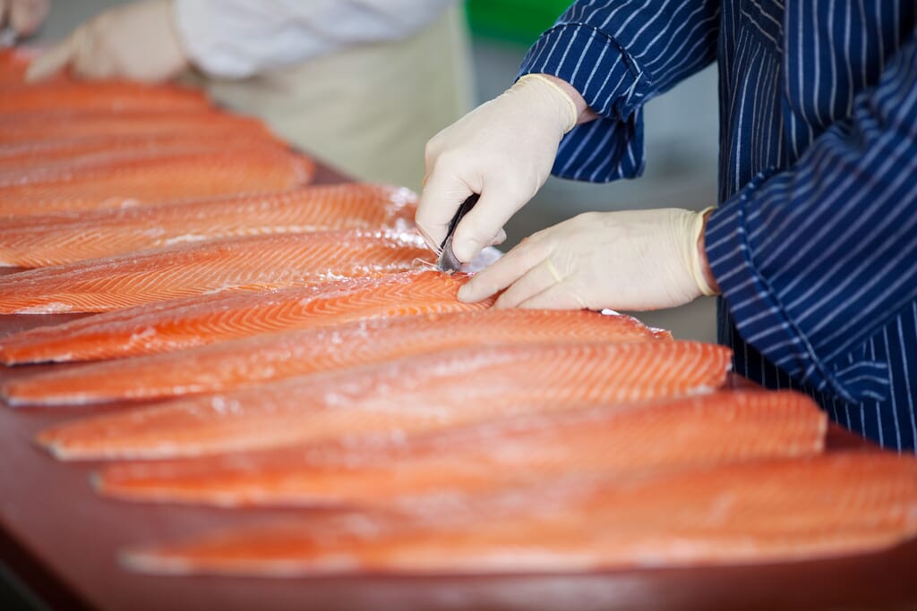 Scottish Salmon Crowned UK's Top Food Export at 500 million | The Fish Site