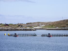 True North Salmon Achieves BAP Four-Star Certification | The Fish Site