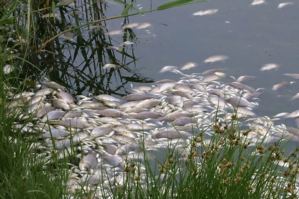 Scientists Reveal How Fish Adapt to Toxic Levels of Pollution | The ...