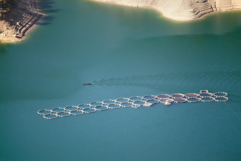 Bahrain Fish Farming Produce Ready for Market | The Fish Site
