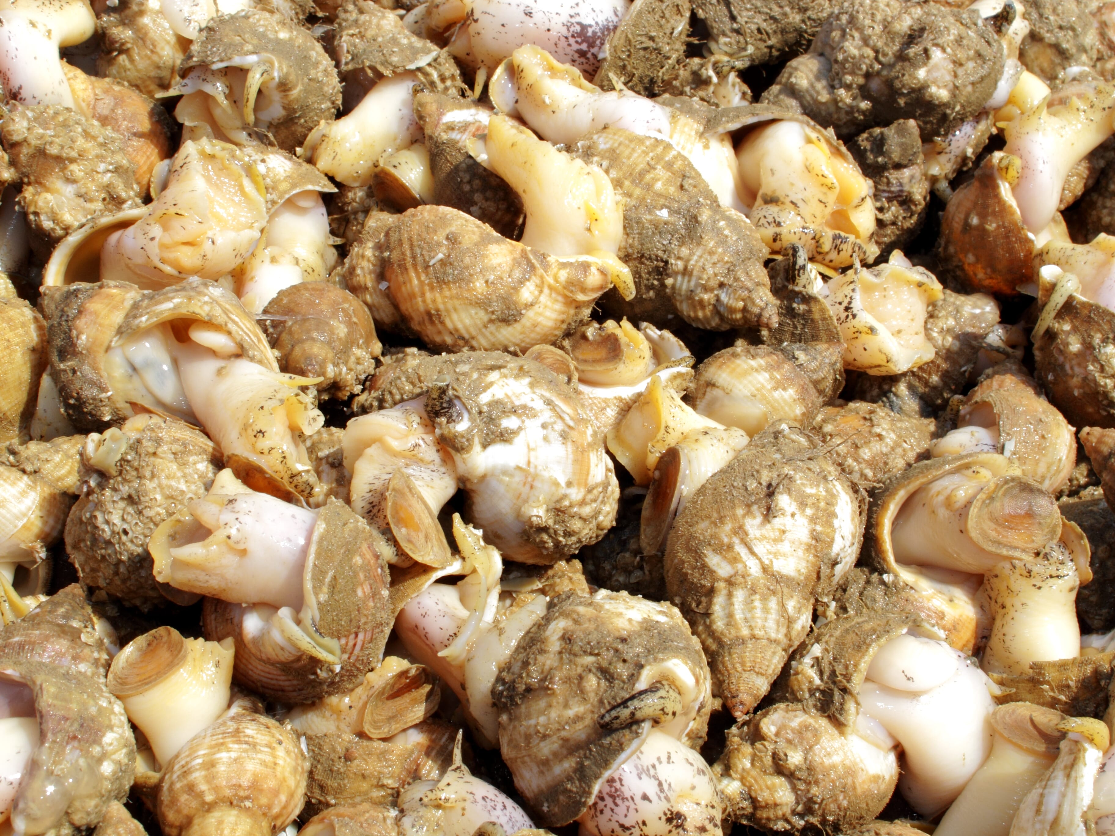 18 New Species of Molluscs Discovered | The Fish Site