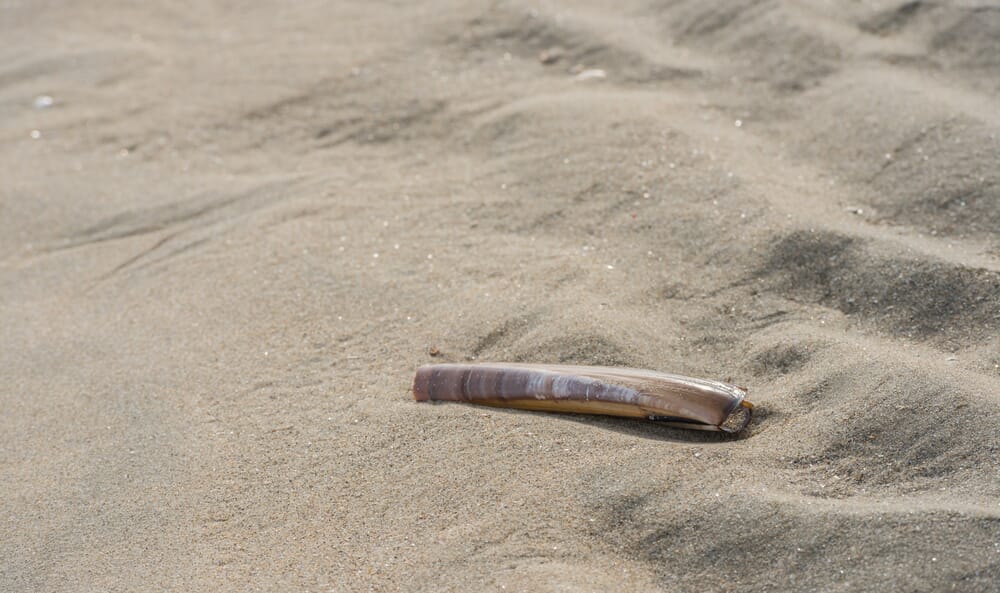 Scottish Government to Tackle Illegal Electro Razor Clam Fishing | The ...