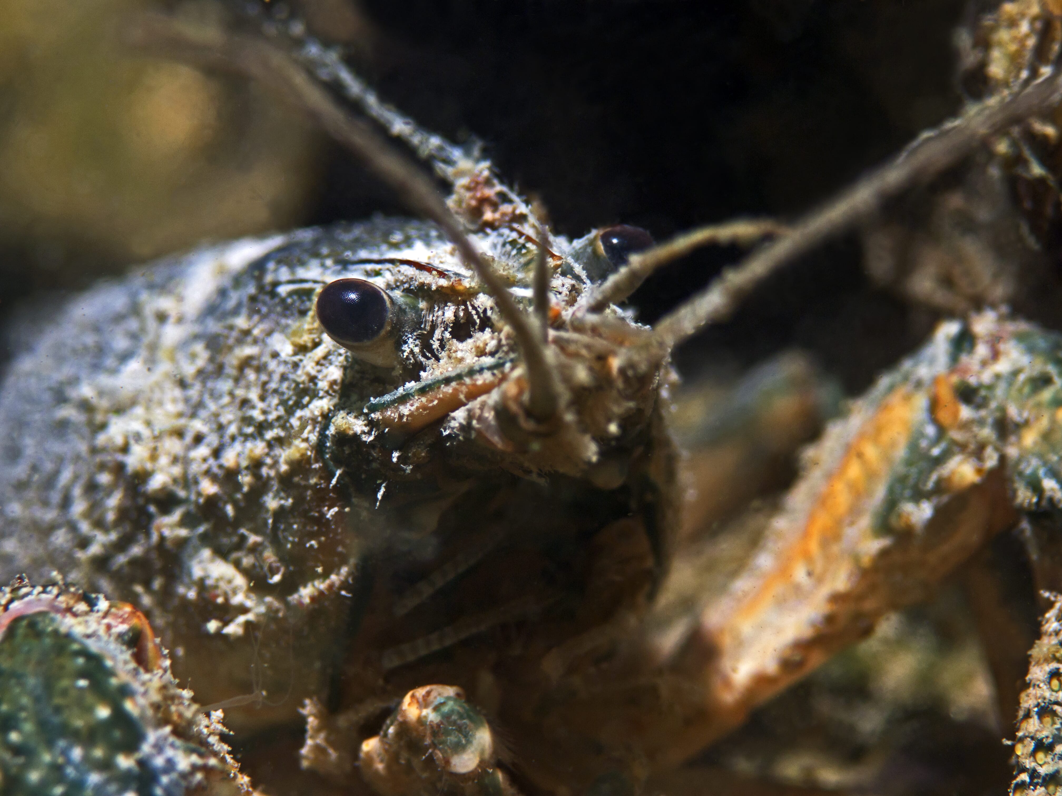 New Research Finds Crayfish Feel Anxiety | The Fish Site