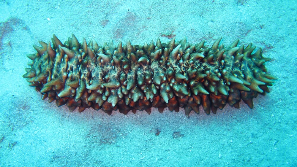 New Technique Developed to Measure Sea Cucumber | The Fish Site