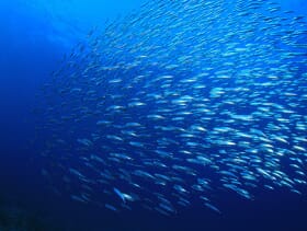 Global Collaboration Doubles Sustainable Fish Catch in Five Years | The ...