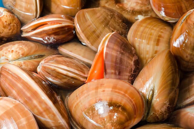 Ancient Shellfish Tell 10,000 Year History of El Nio Cycles | The Fish Site