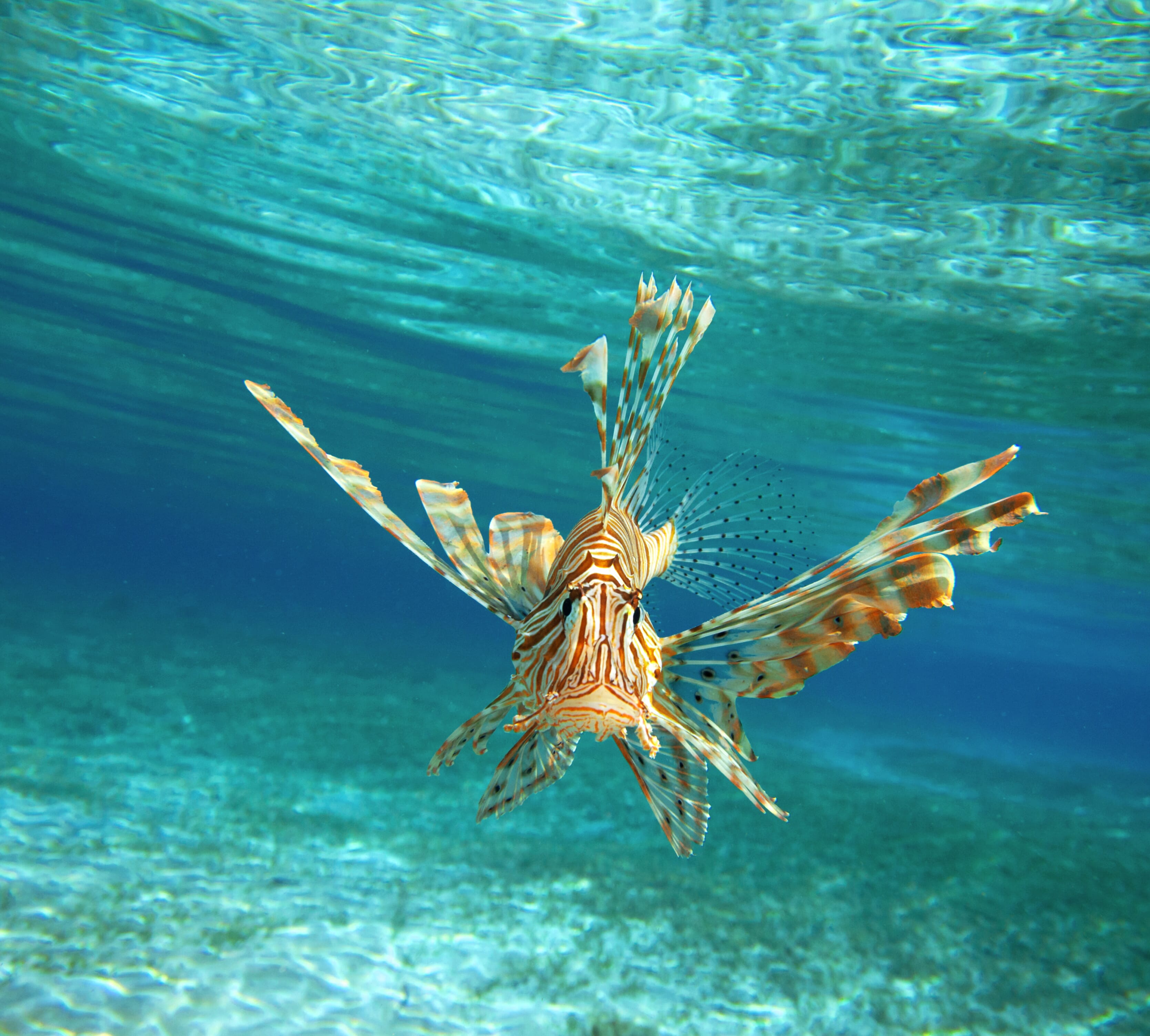 Lionfish Characteristics Make Them More 'Terminator' than Predator ...