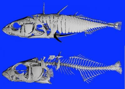 Fish Teeth Reveal Regulatory DNA Changes Behind Rapid Evolution | The ...