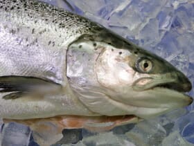Nofima Develops New Sources of Phosphorus for the Salmon Industry | The ...