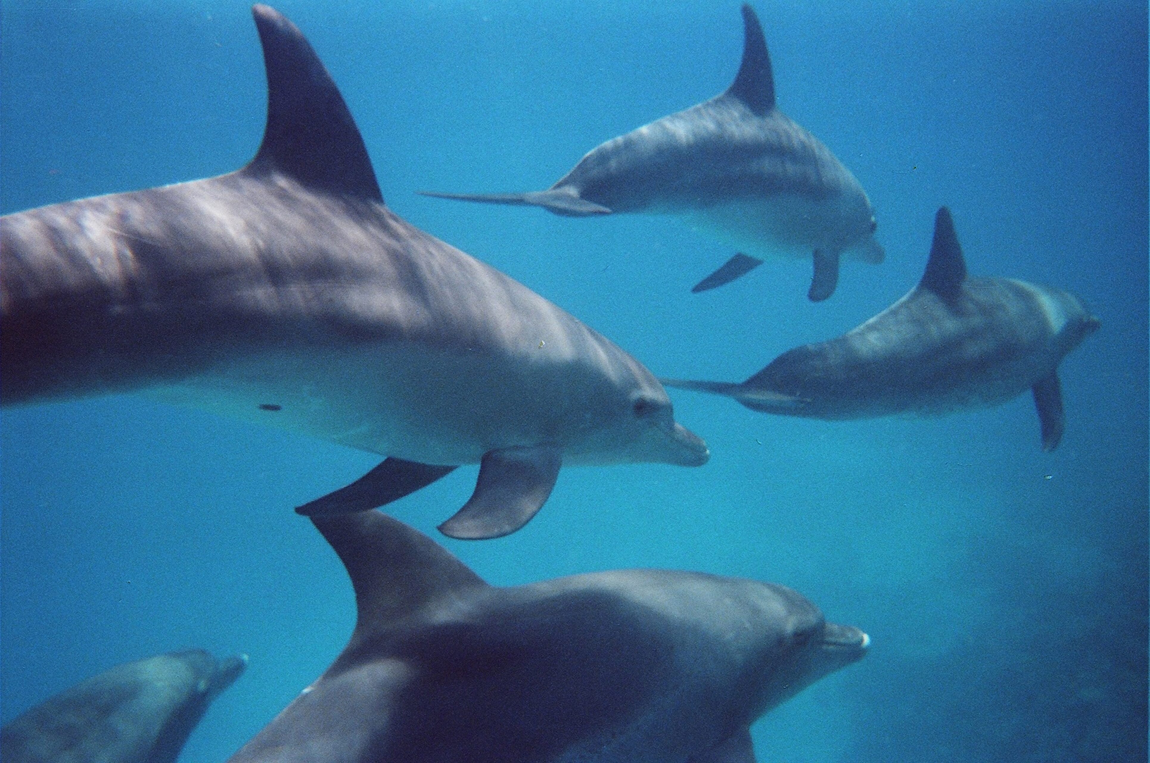 New Report Reveals Extent of Cetacean Bycatch in Indian Ocean | The ...