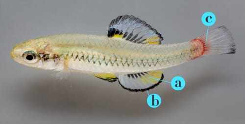 Male Bluefin Killifish Signal Different Things With Different Fins ...