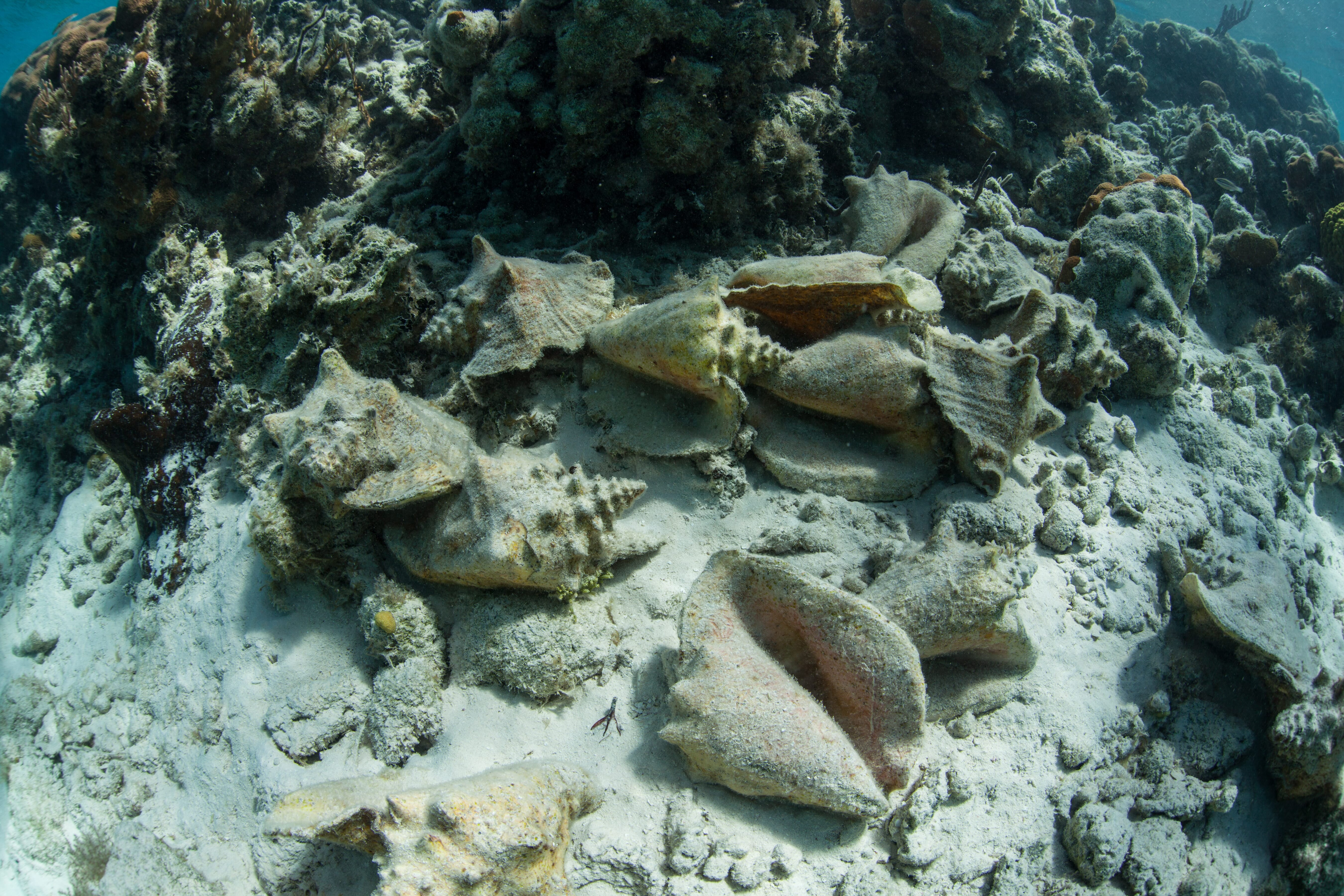Experts Develop New Management Measures for Queen Conch | The Fish Site